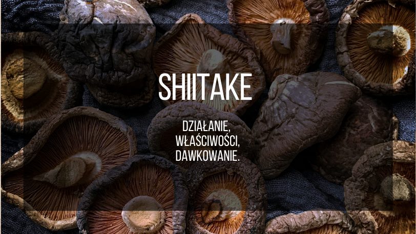 Grzyb Shiitake – działanie, właściwości i dawkowanie