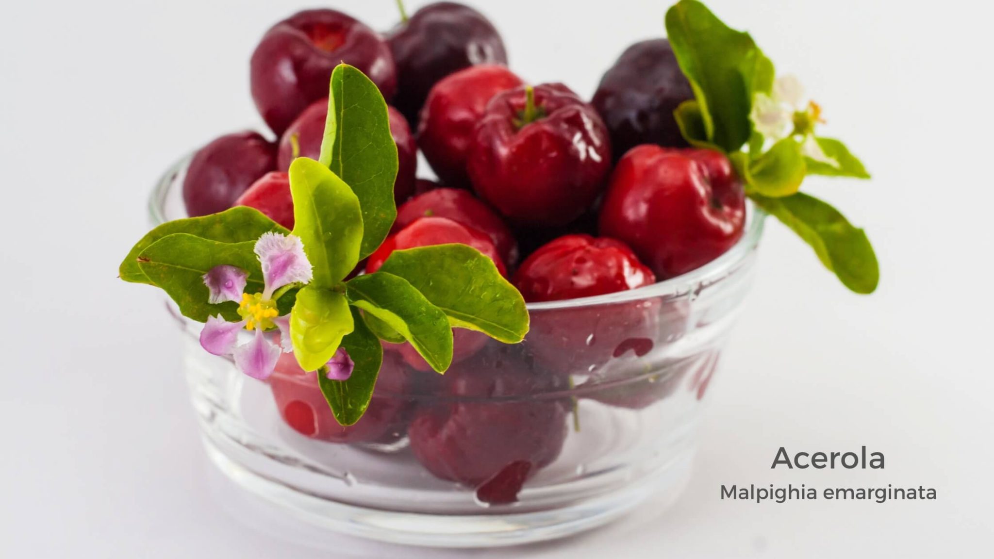 Acerola - poznaj zastosowanie i właściwości lecznicze
